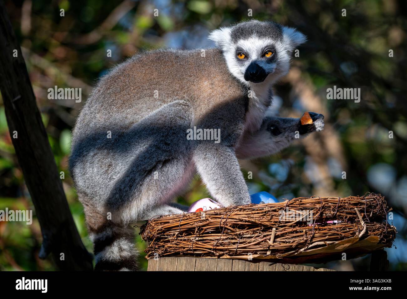 London, UK. 8 April 2025. Endangered Ring-tailed lemurs with decorated ...