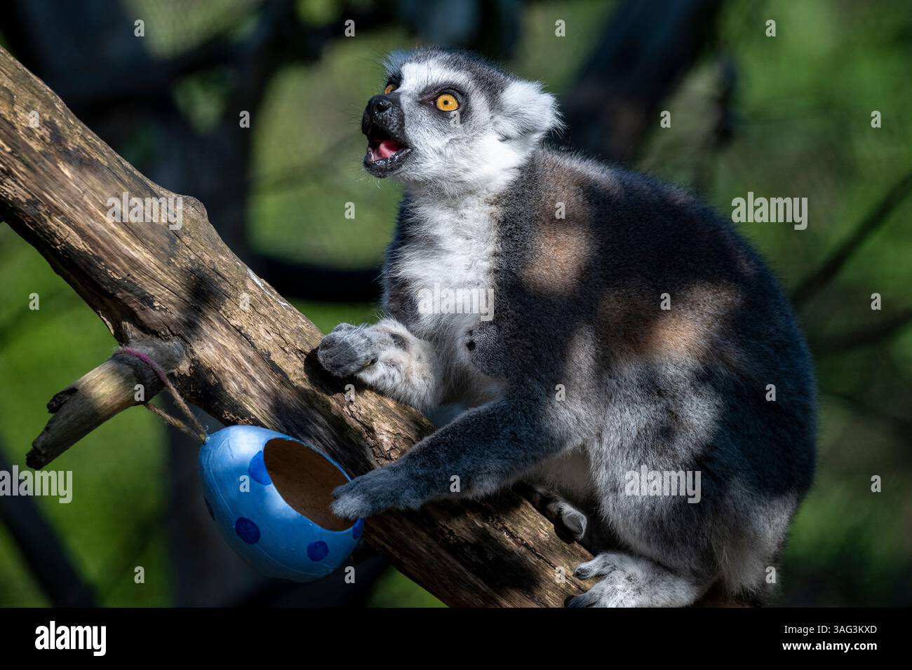 London, UK. 8 April 2025. Endangered Ring-tailed lemurs with decorated ...