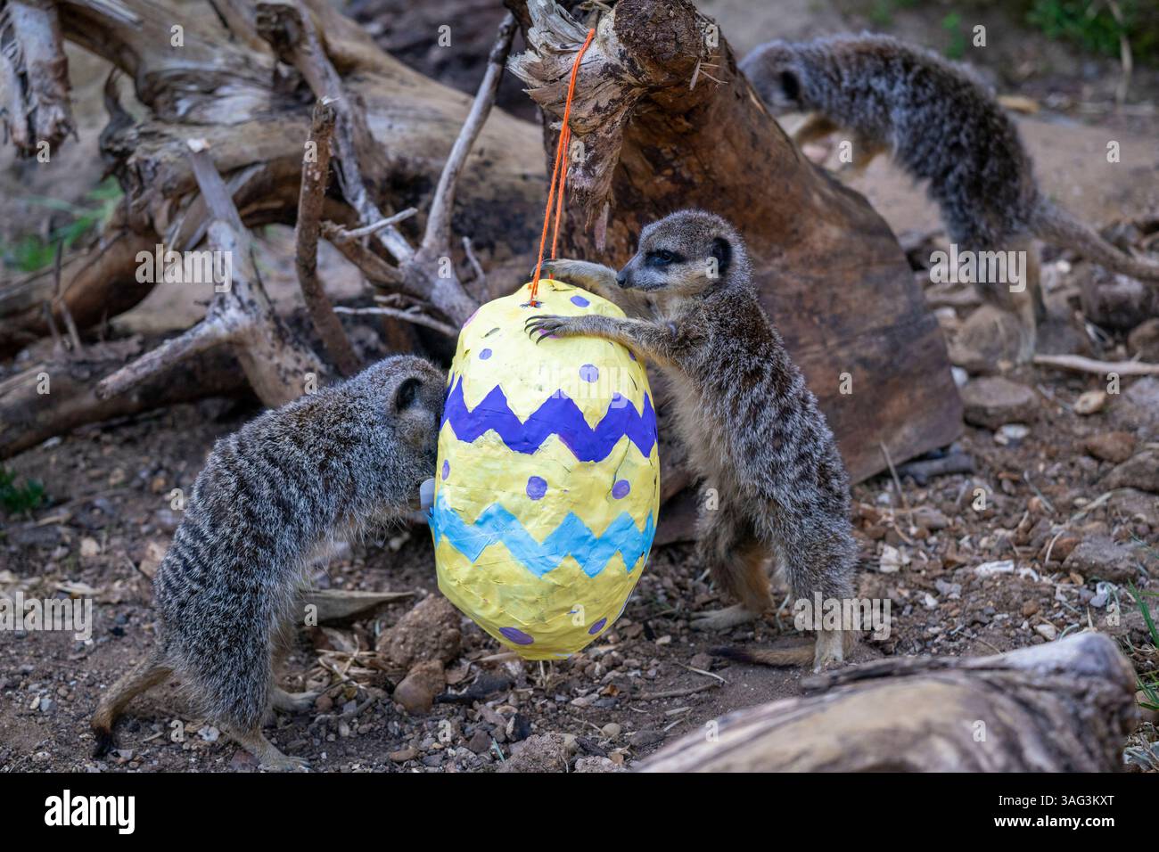 London, UK. 8 April 2025. Meerkats Frank, Penelope, and Dracula with a ...