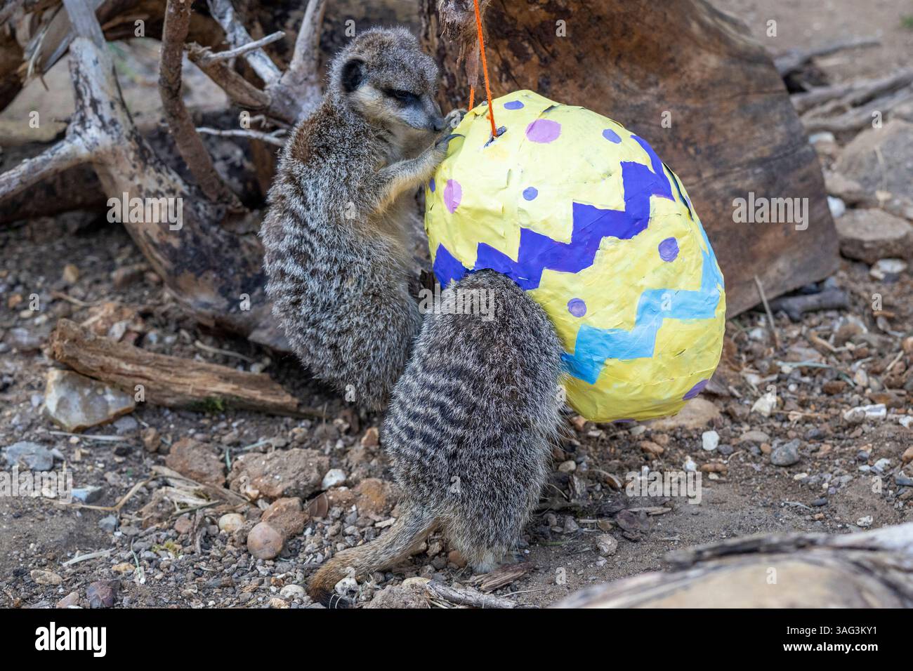 London, UK. 8 April 2025. Meerkats Frank, Penelope, and Dracula with a ...