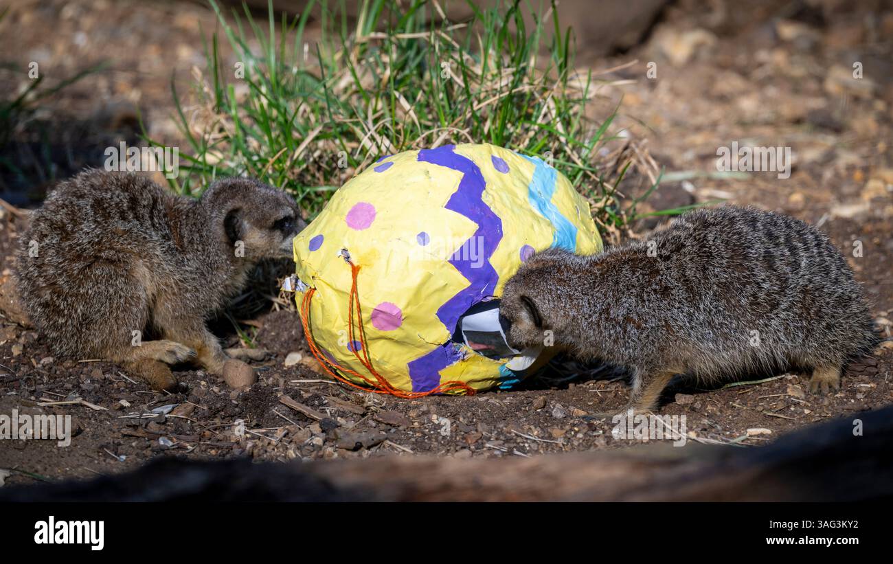 London, UK. 8 April 2025. Meerkats Frank, Penelope, and Dracula with a ...
