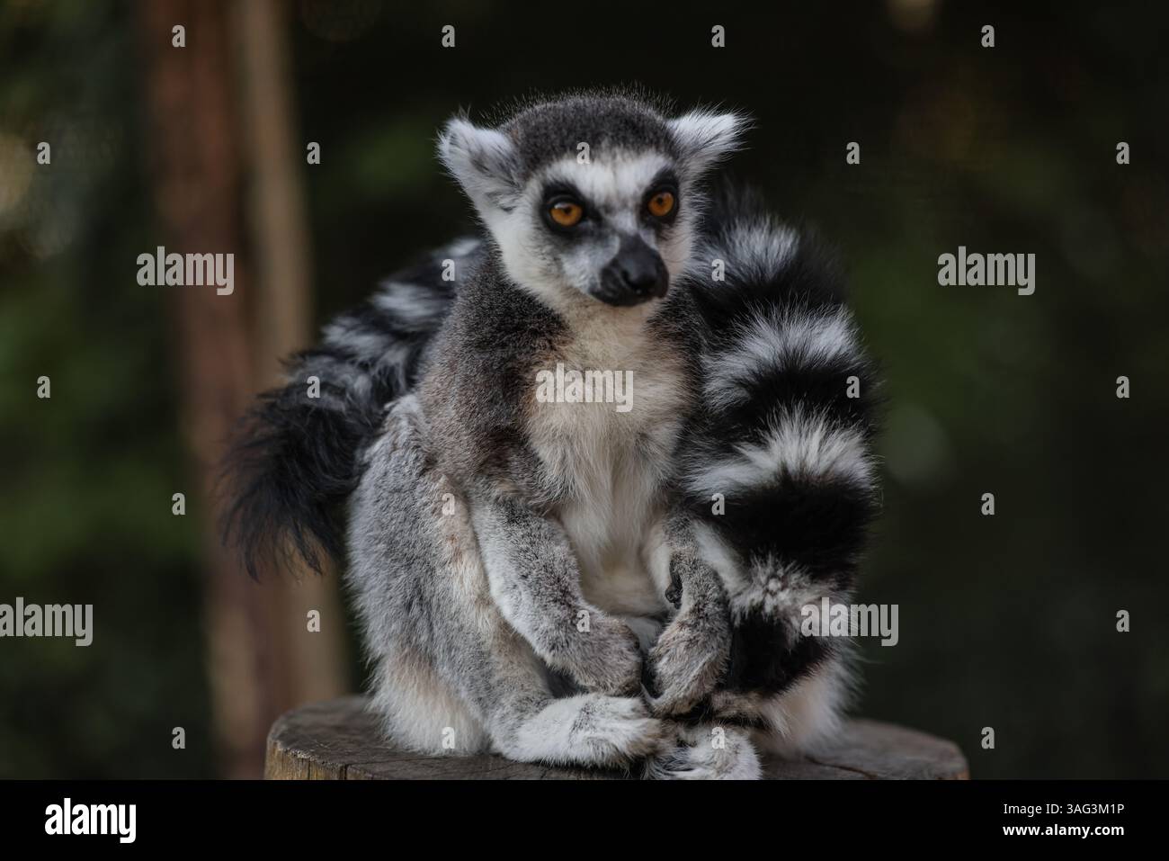 London Zoo London 08 April 2025 Endangered Ring-tailed lemurs will be ...