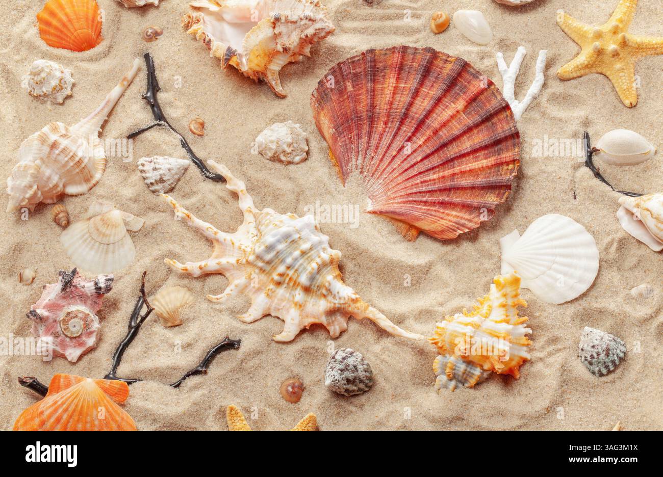 Unique and beautiful seashells, corals, and a starfish arranged on sand ...