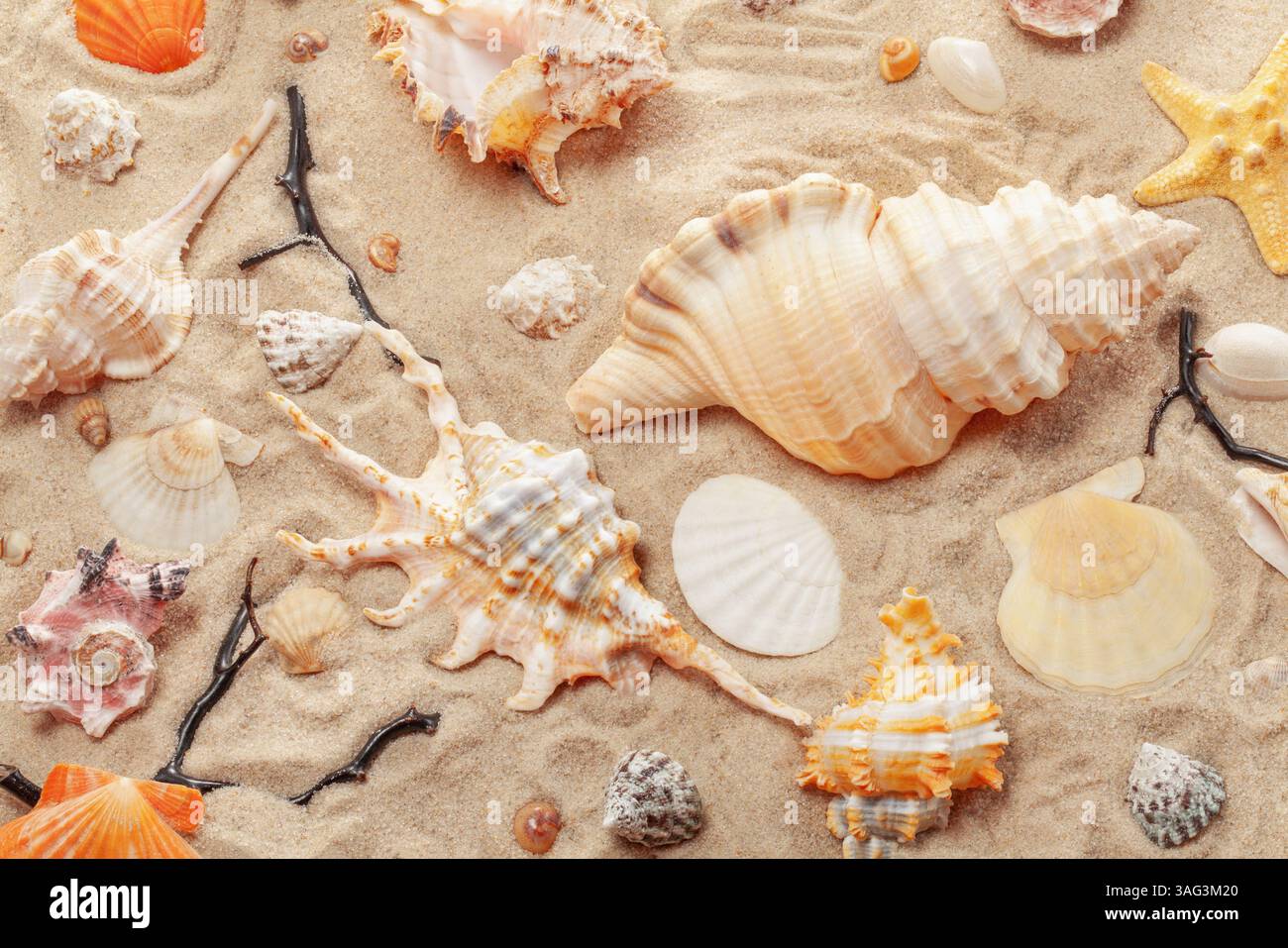 Variety unique beautiful seashells hi-res stock photography and images ...