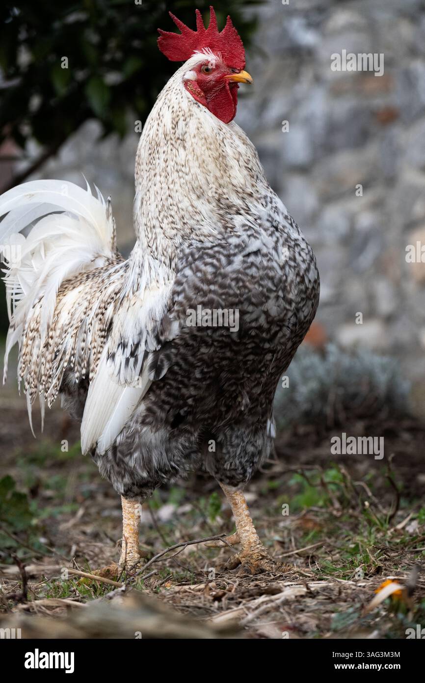 A domestic rooster in the farm, animal portraits Stock Photo - Alamy
