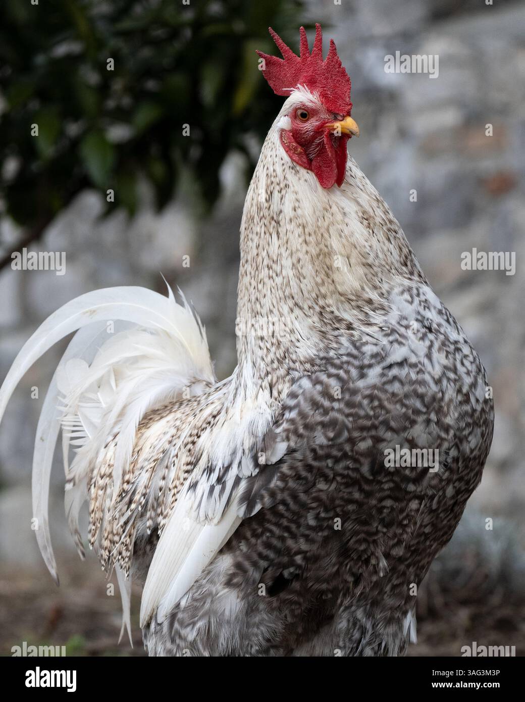 A domestic rooster in the farm, animal portraits Stock Photo - Alamy