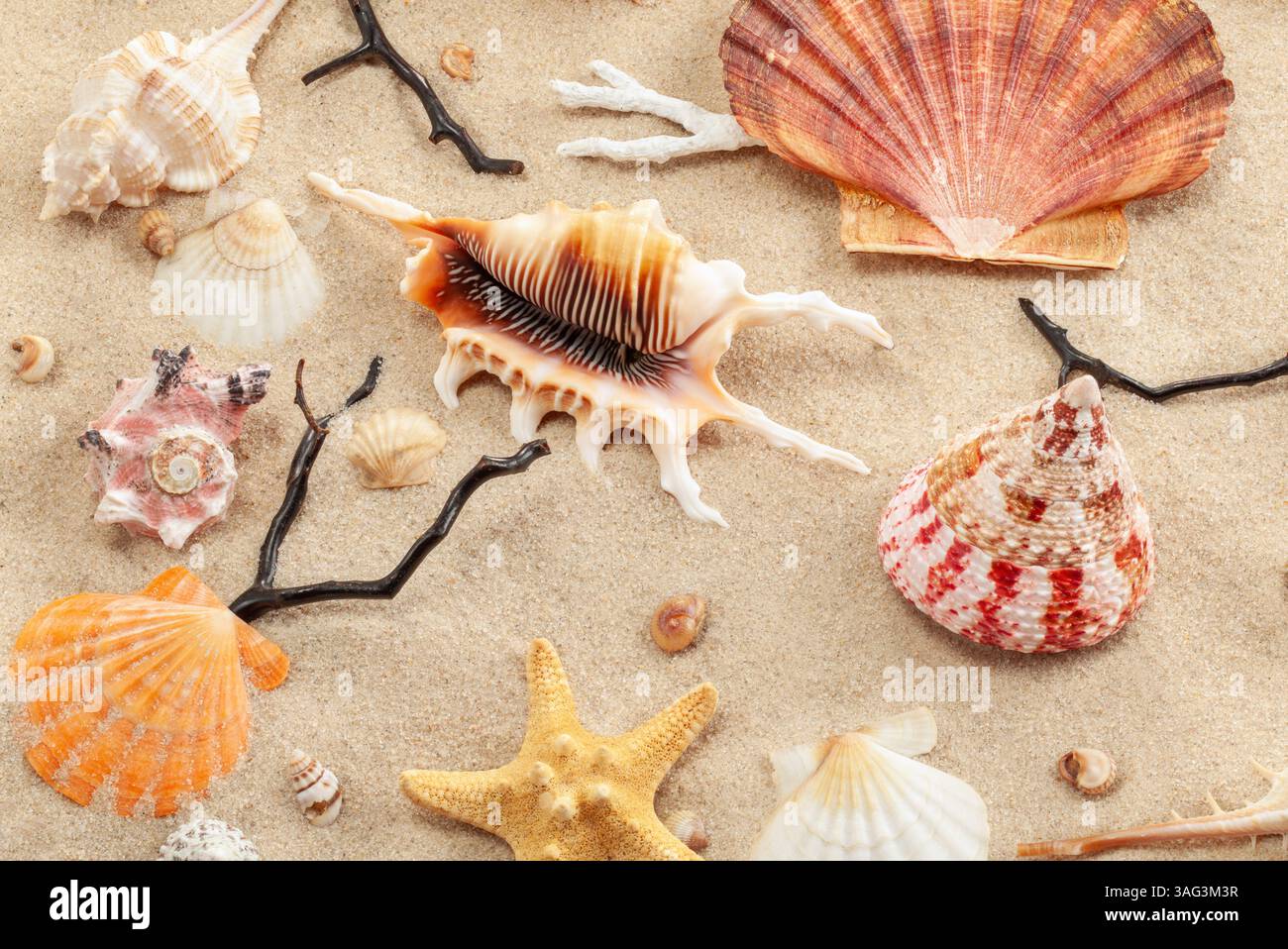Unique and beautiful seashells, corals, and a starfish arranged on sand ...