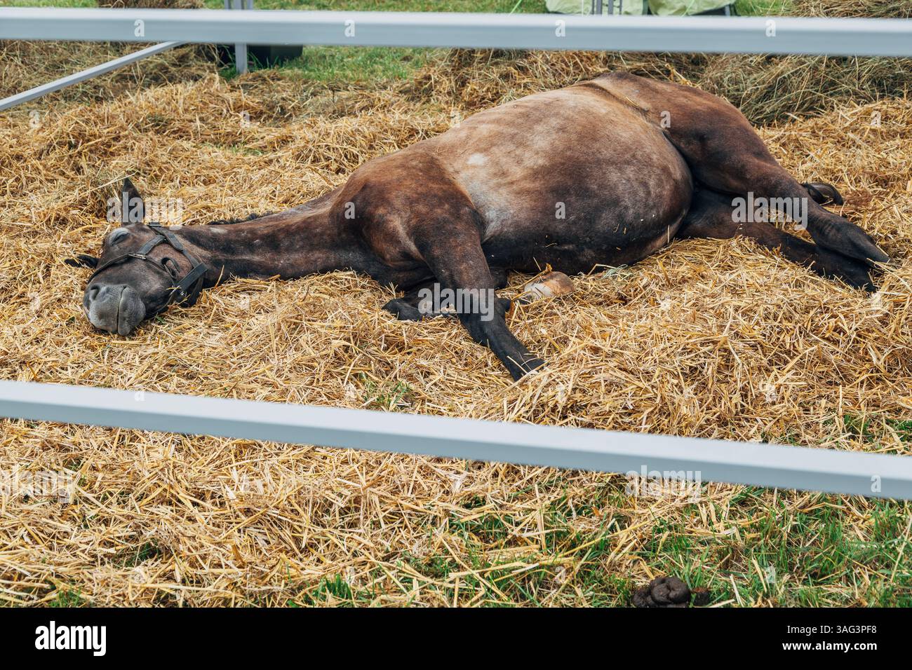 An Arabian stallion horse lies in the hay in a stall, resting from the ...