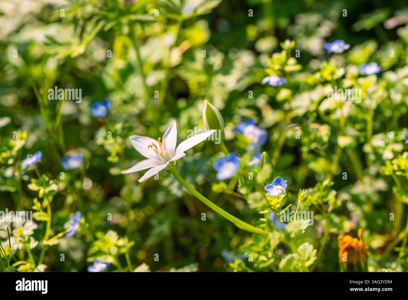 Blooming meadow field white hi-res stock photography and images - Alamy