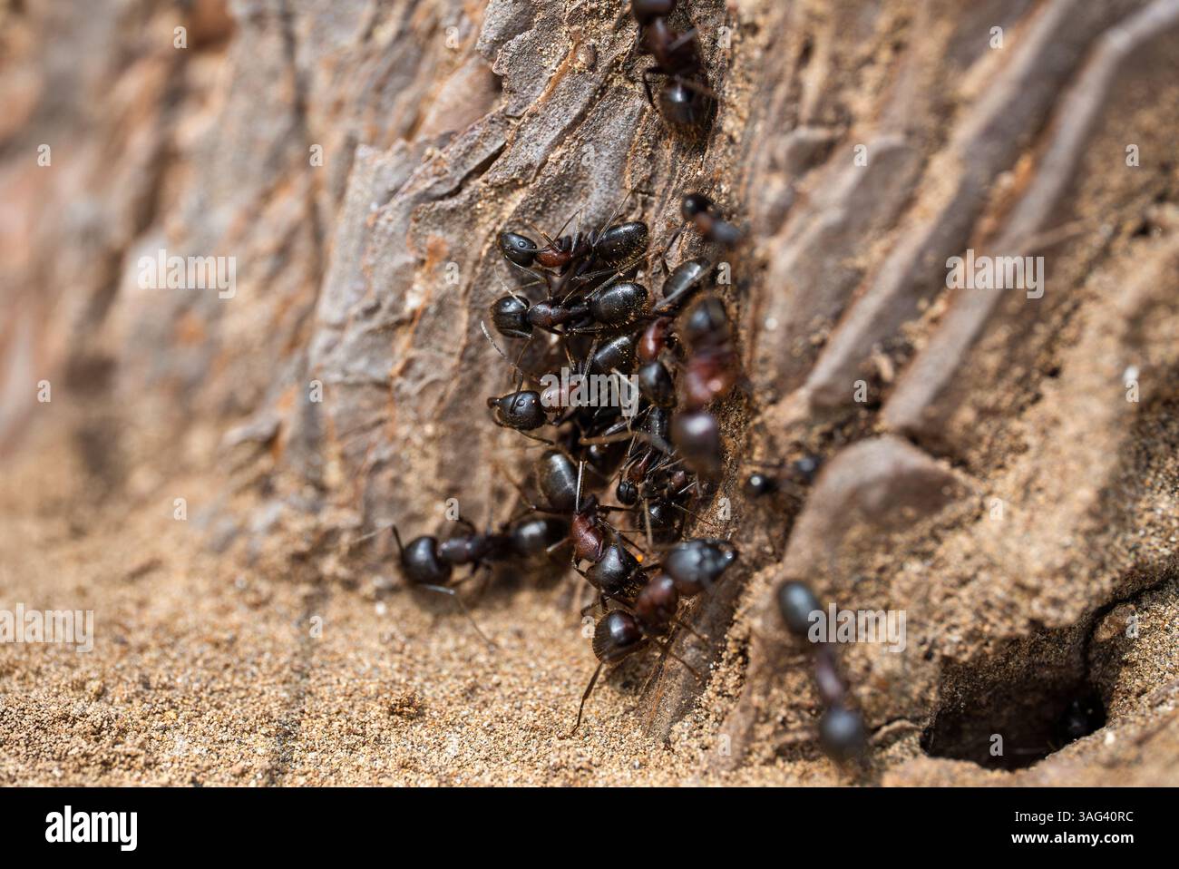 A large group of black ants on a tree bark. High quality photo Stock ...