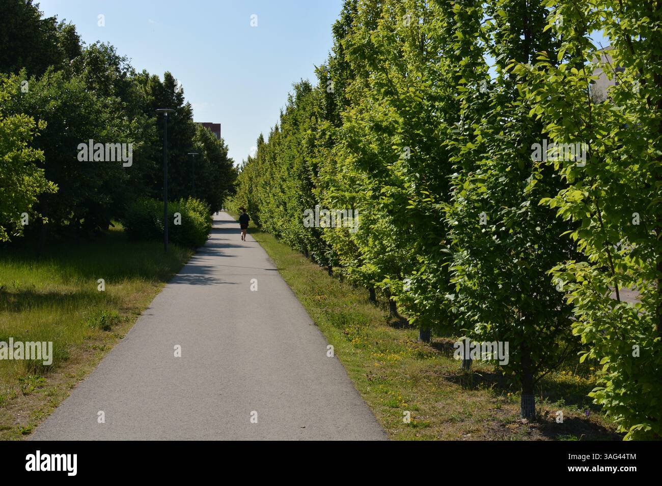 Footpath in a park with trees and torch at the sides. Sunny summer day ...