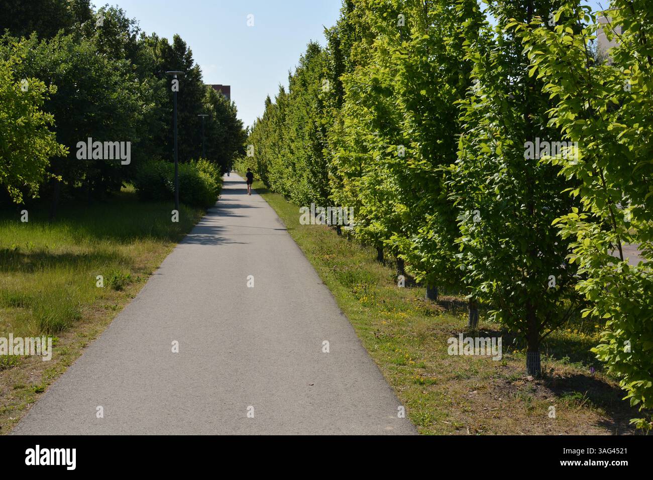 Footpath in a park with trees and torch at the sides. Sunny summer day ...
