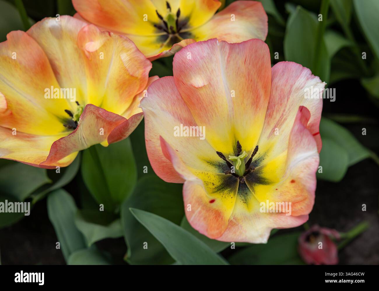 Tulip called Spryng Sunrise. Triumph group. Tulips are divided into ...