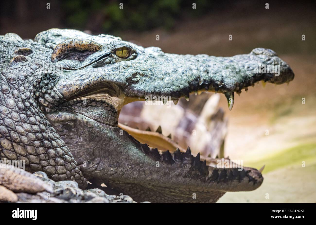 A Powerful Crocodile Opens Its Mighty Jaws, Revealing Sharp Teeth in a ...