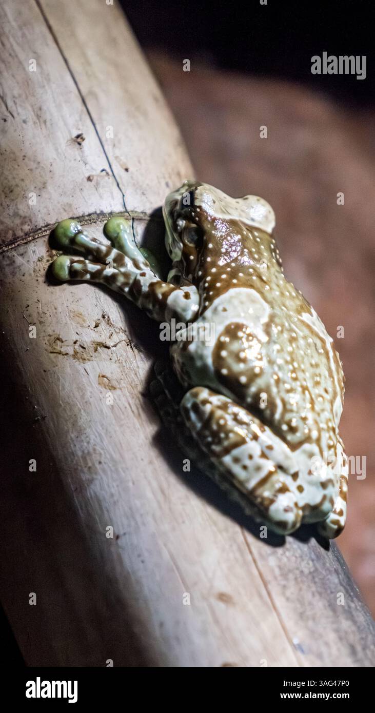 Camouflaged tree frog clinging to a branch, blending seamlessly with ...
