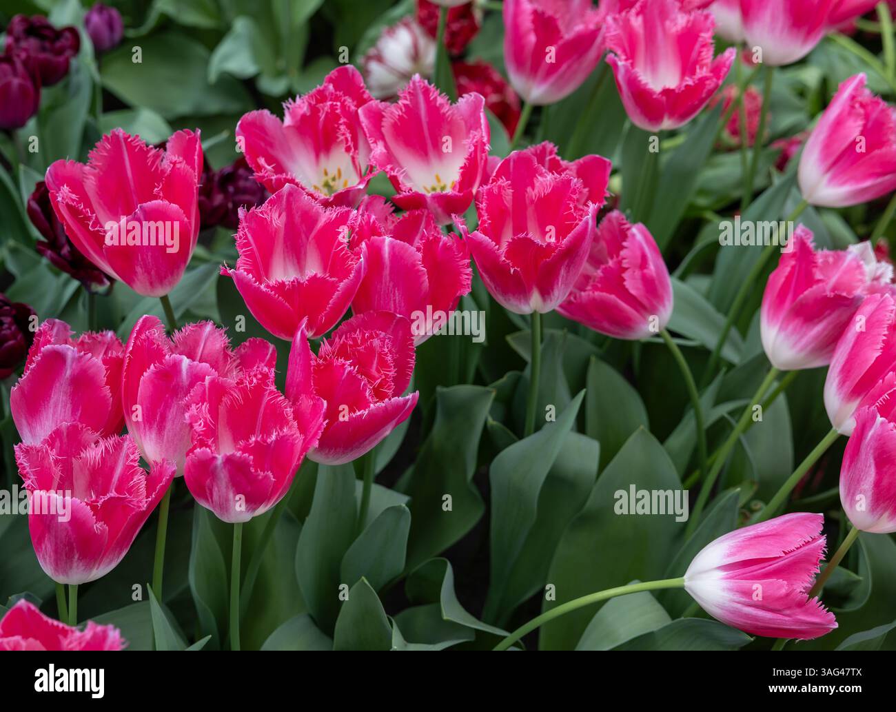 Pink tulips called Uliana. Triumph group. Tulips are divided into ...