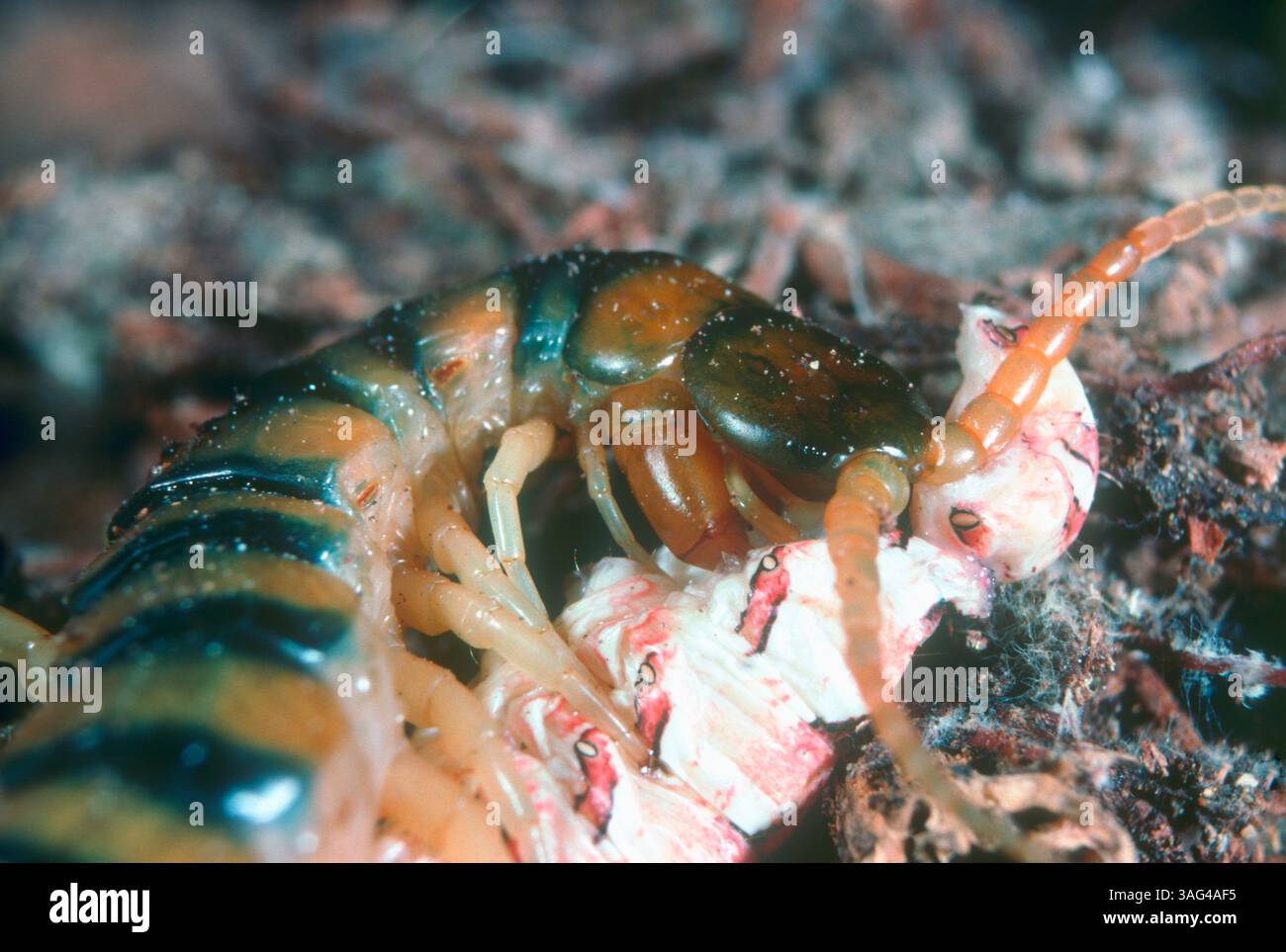 Megarian Banded Centipede, Scolopendra cingulatus. Eating a prey Stock ...