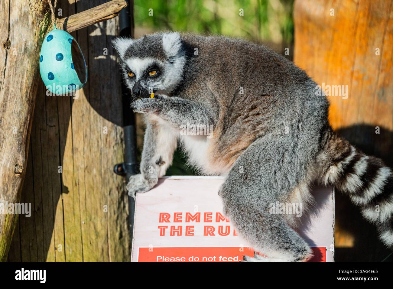London, UK. 8th Apr, 2025. Endangered Ring-tailed lemurs (on the Do not ...