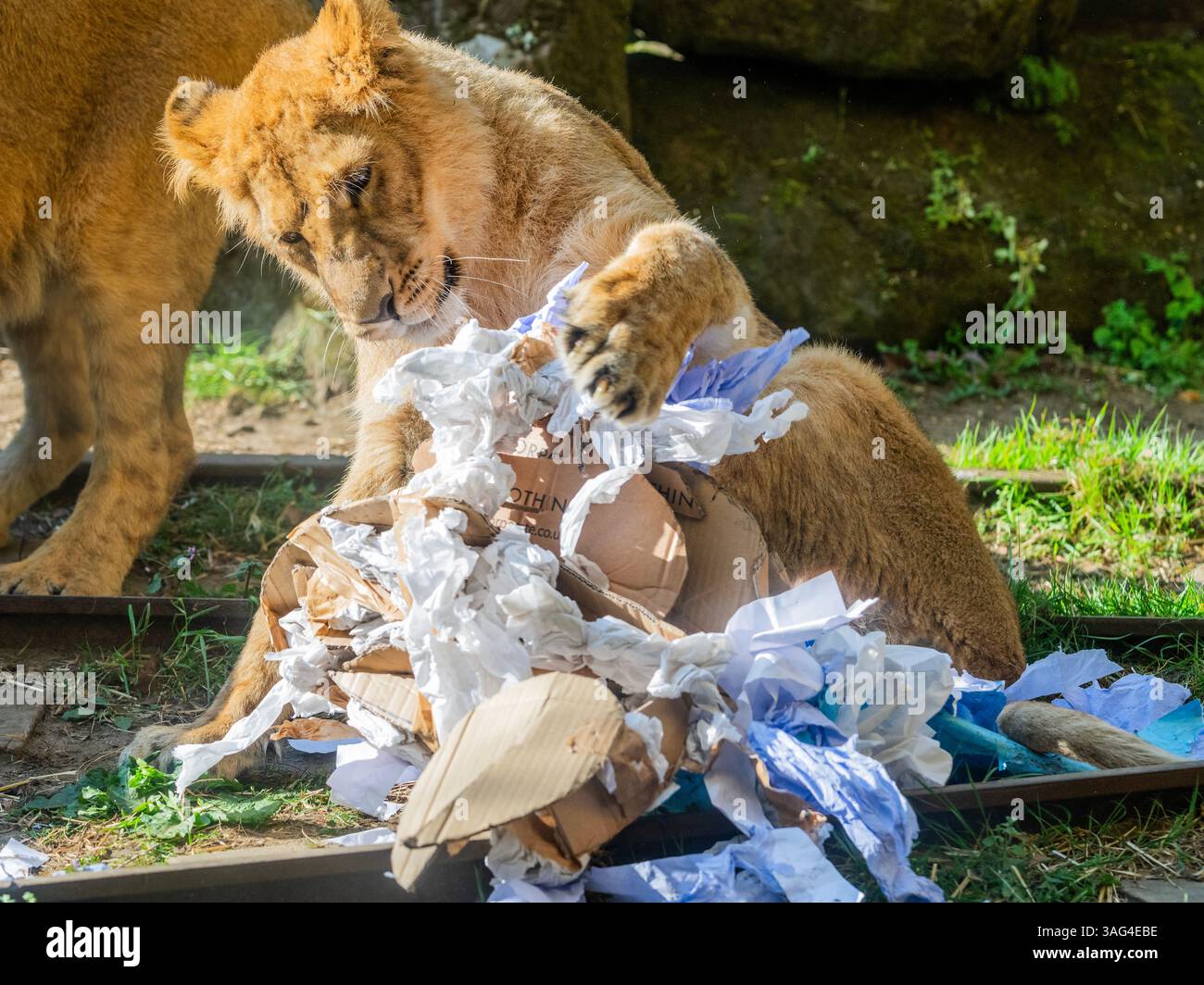 London, UK. 8th Apr, 2025. Endangered Asiatic lion cubs Mali, Syanii ...