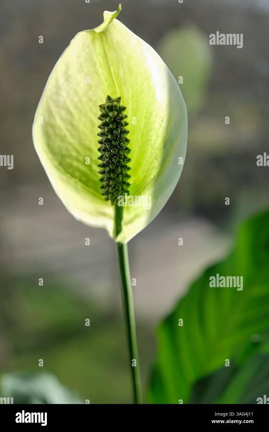 Peace Lily or Spathiphyllum flower is an elegant houseplant. Low ...