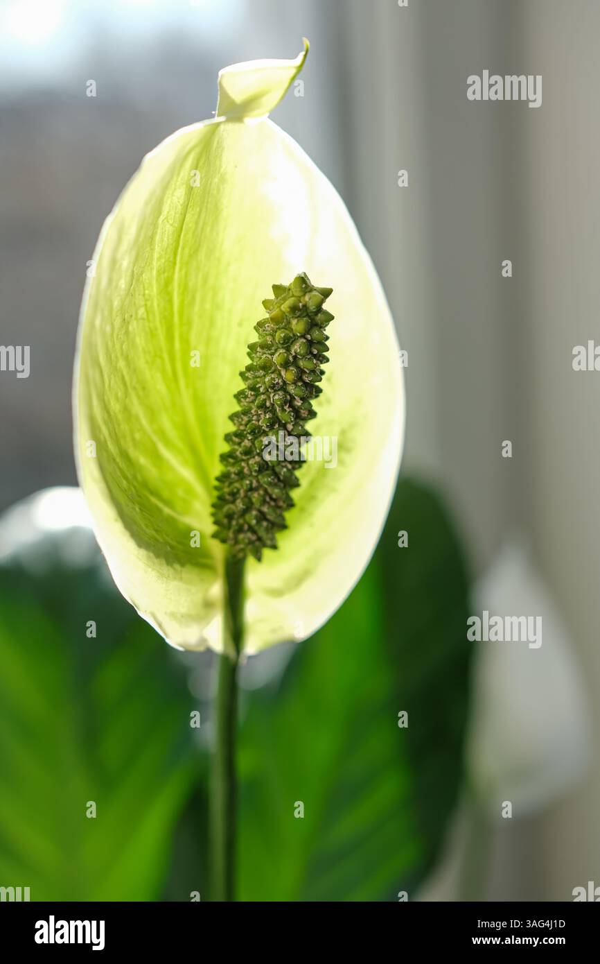 Peace Lily or Spathiphyllum flower is an elegant houseplant. Low ...
