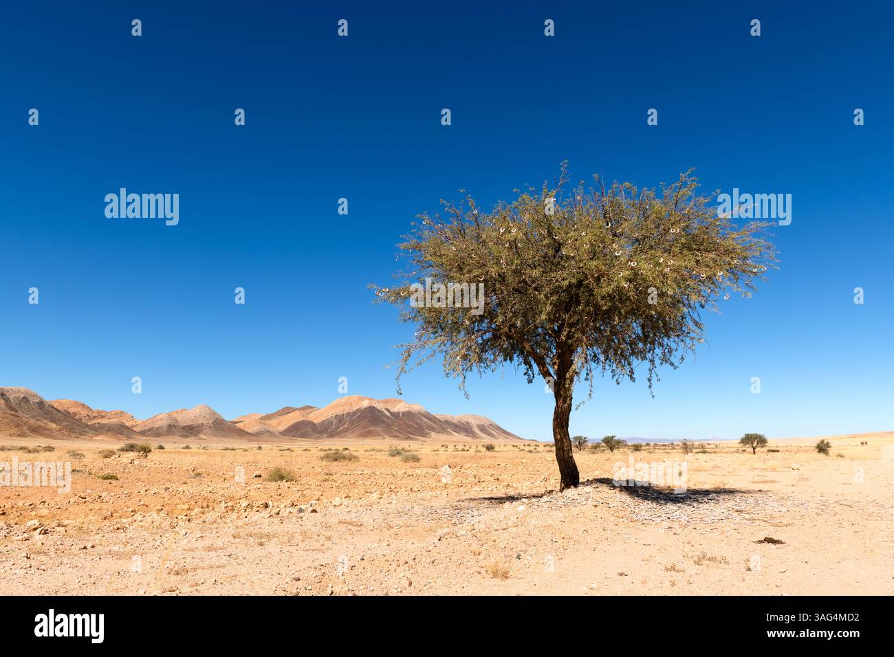 Single acacia tree in Namibian desert. Mountains and dry savanna with ...