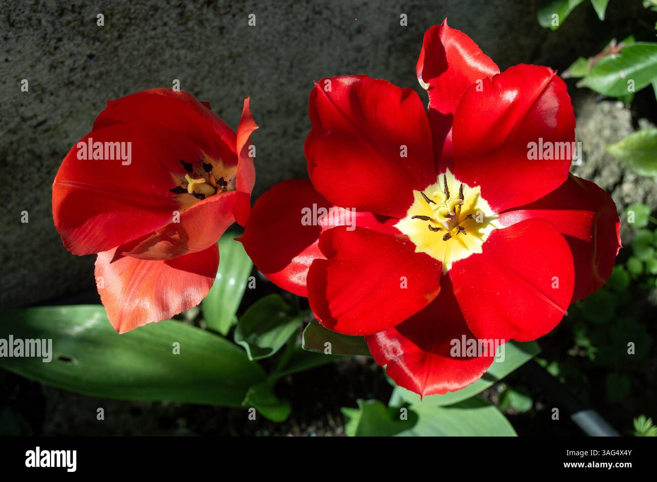Tulipa roja hi-res stock photography and images - Alamy