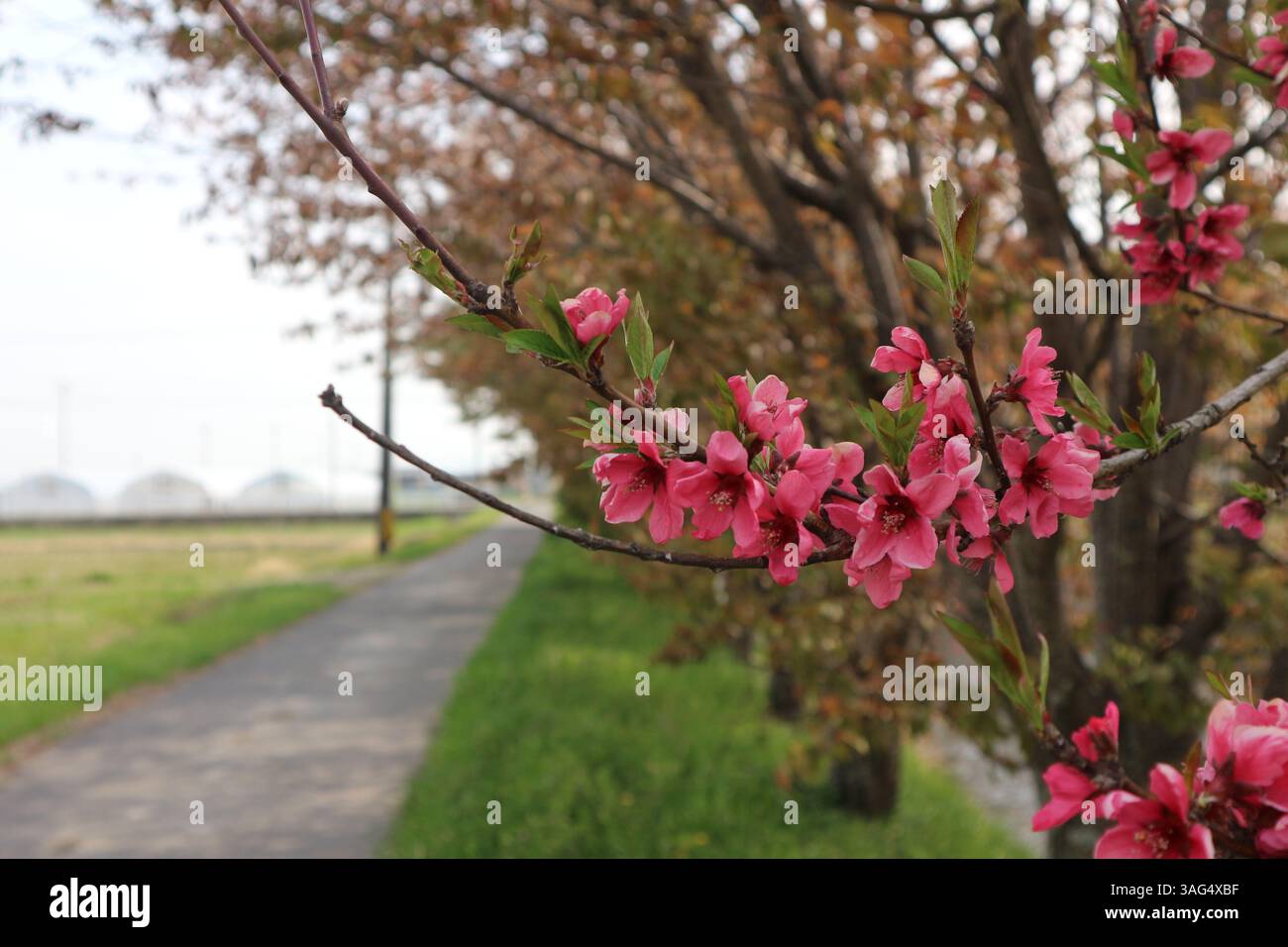 A narrow river embraced by vibrant spring grass and distant blossoms ...