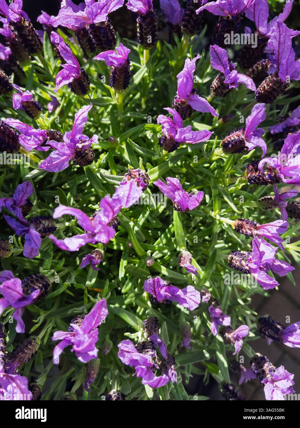Lavandula stoechas smartphone stock photos and images - Alamy