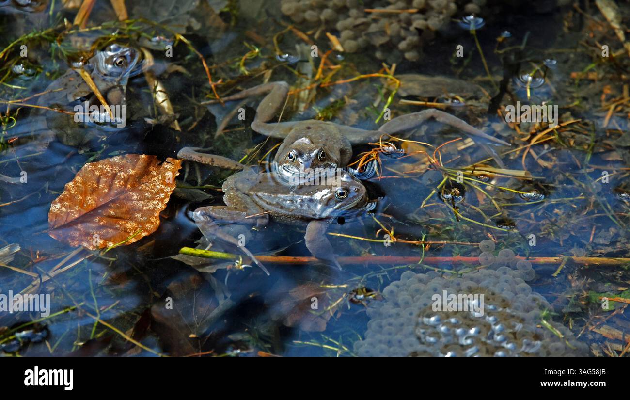 Breeding frogs in a woodland pond Stock Photo - Alamy