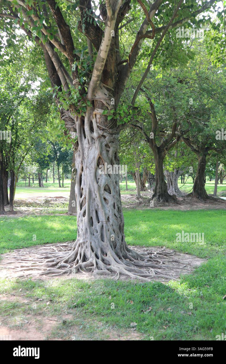Tranquil forest setting with tall tree trunks and lush green ...