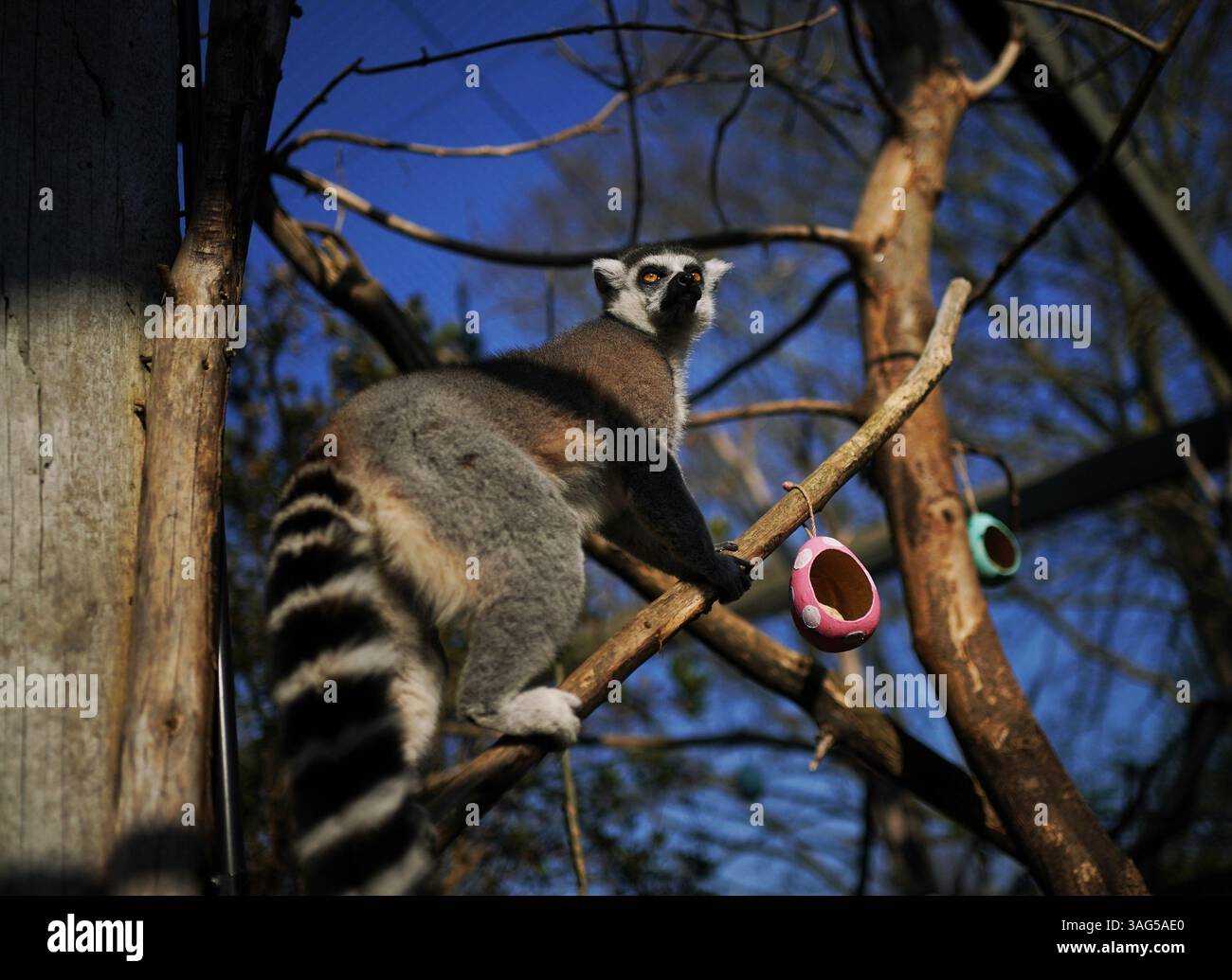 Endangered Ring-tailed lemurs inspect handcrafted nest, woven together ...