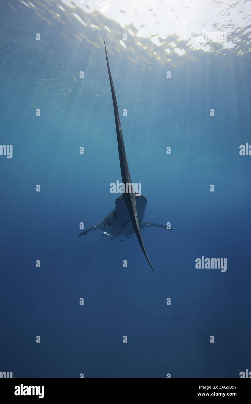 July 24, 2012 - Oslob, Cebu, Philippines - A whale shark (Rhincodon ...