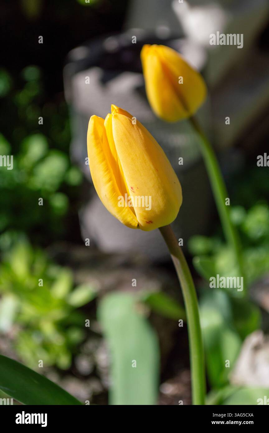 Flor tulipanes hi-res stock photography and images - Alamy