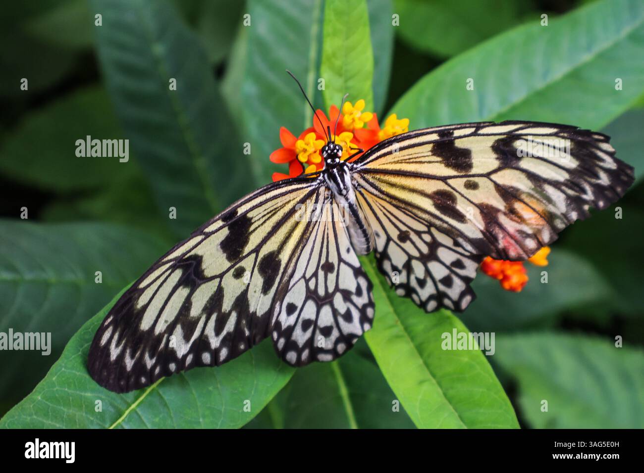 Different secies of butterflies hi-res stock photography and images - Alamy