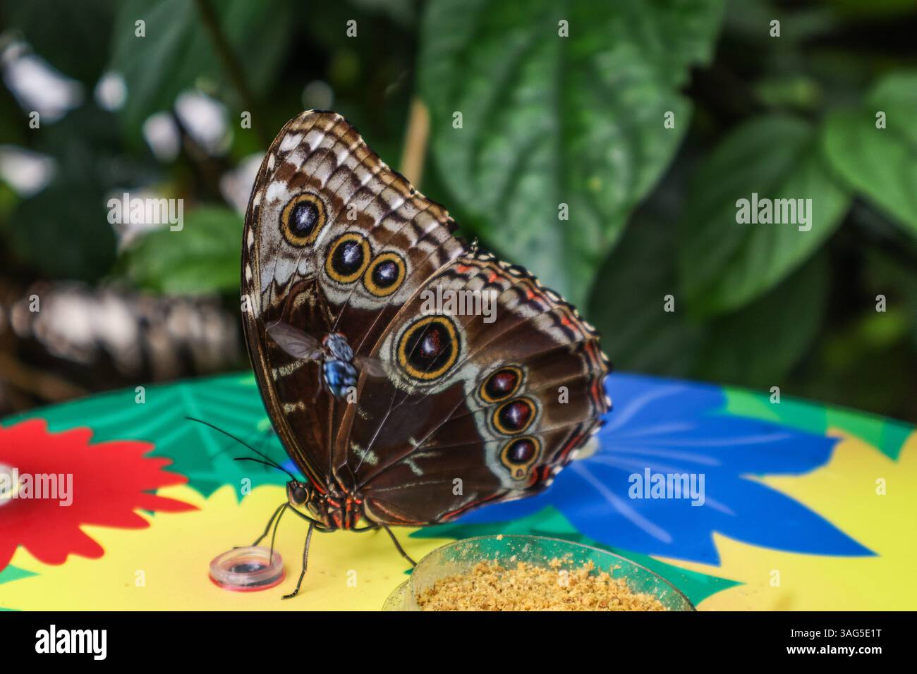London Zoo London 08 April 2025 The beautiful blue butterflie and the ...