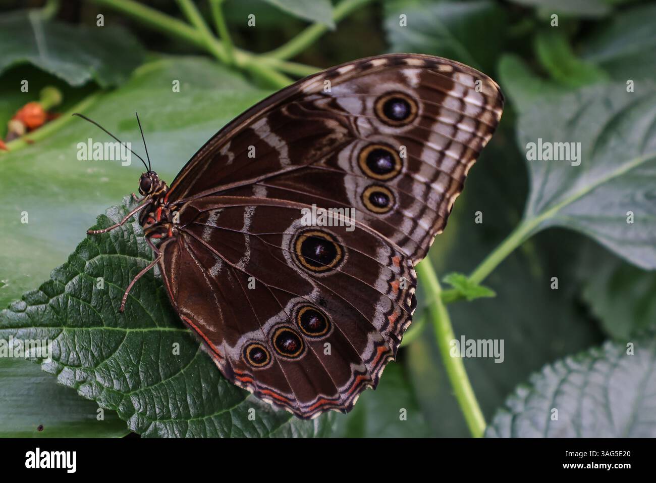 London Zoo London 08 April 2025 The beautiful blue butterflie at the ...