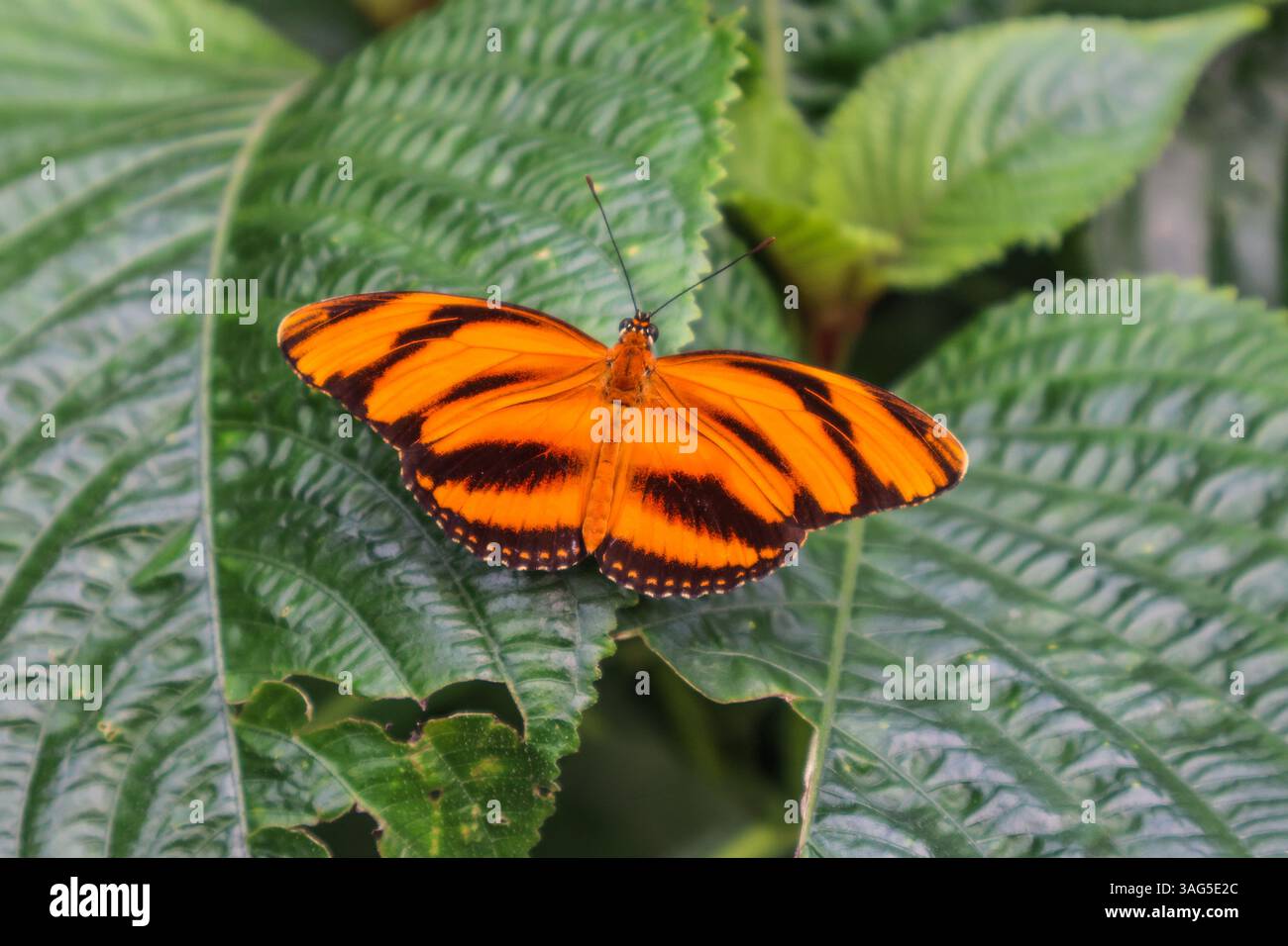 London Zoo London 08 April 2025 The beautiful butterflies at the London ...