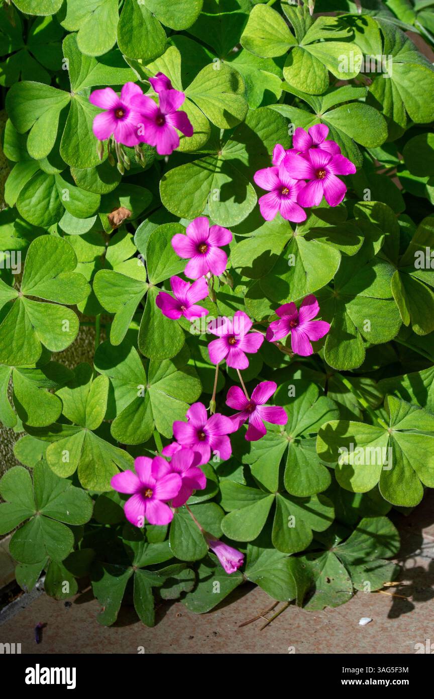 Pink clover flowers Stock Photo - Alamy