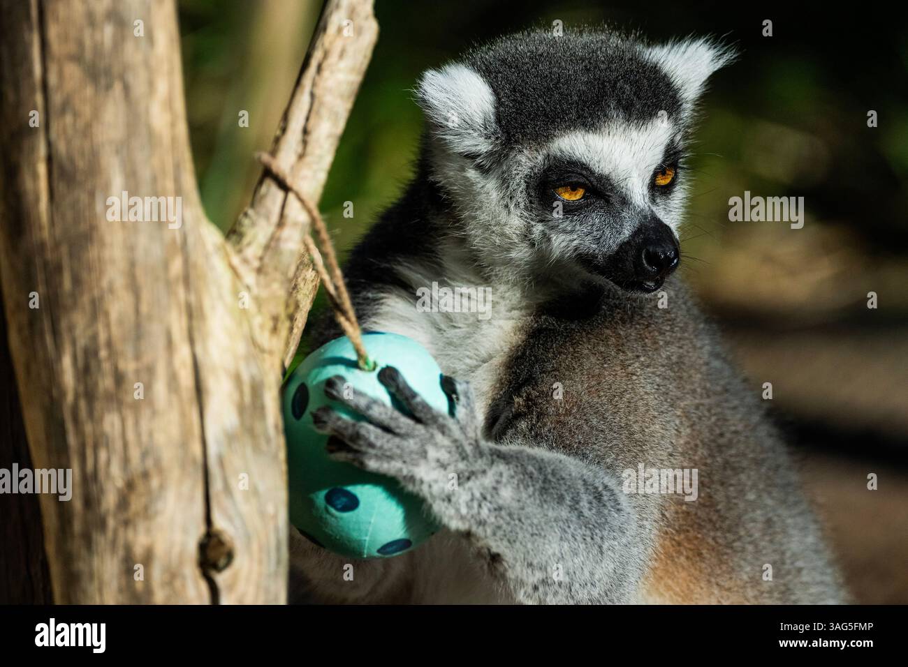 London, UK. 8th Apr, 2025. Endangered Ring-tailed lemurs investigate ...