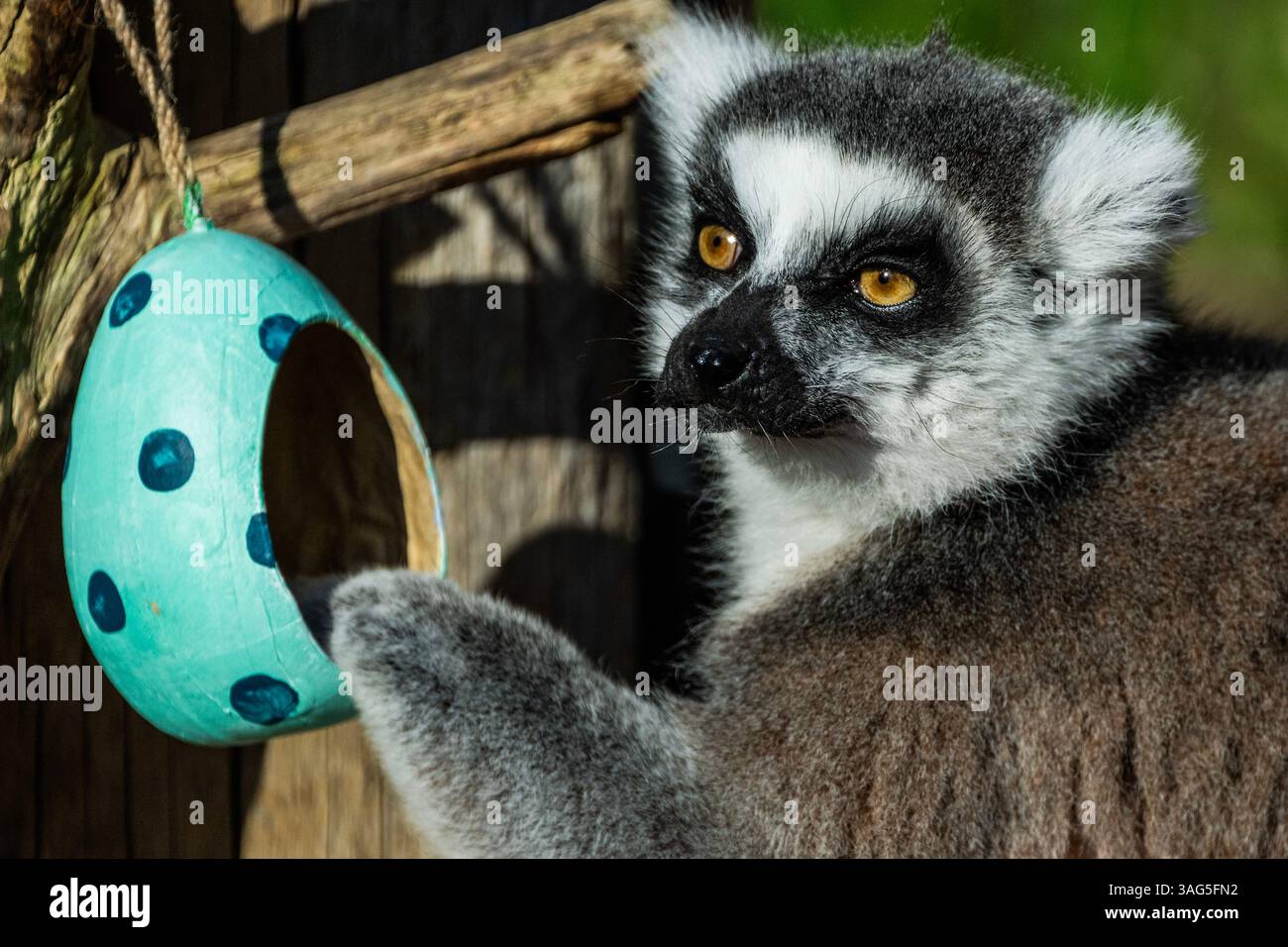 London, UK. 8th Apr, 2025. Endangered Ring-tailed lemurs investigate ...
