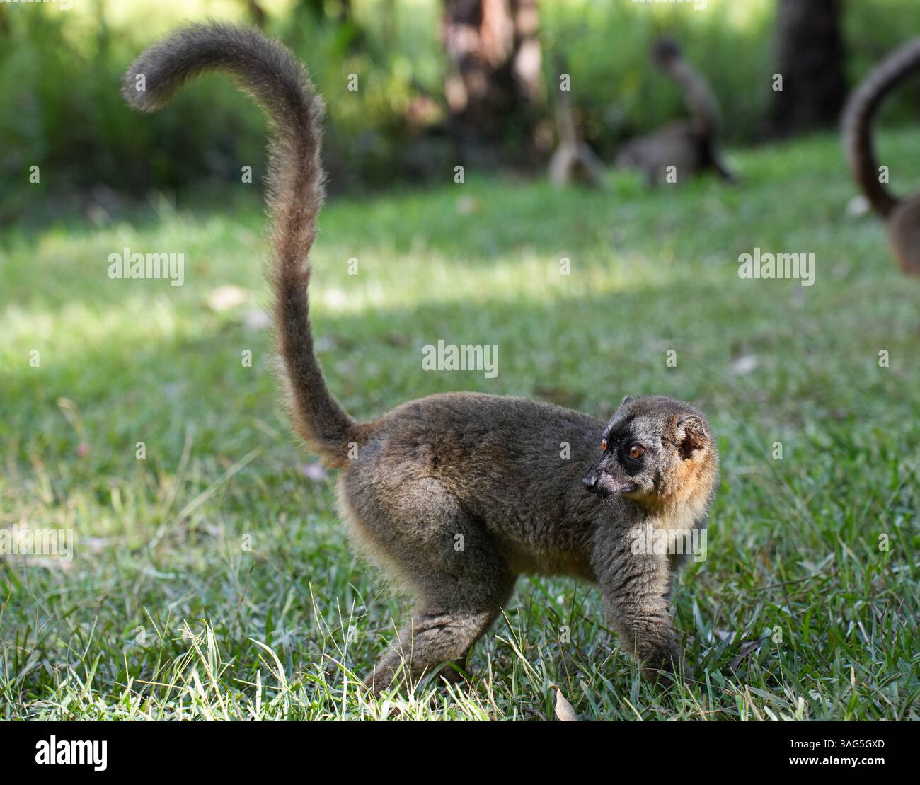 (250408) -- ANTANANARIVO, April 8, 2025 (Xinhua) -- A common brown ...