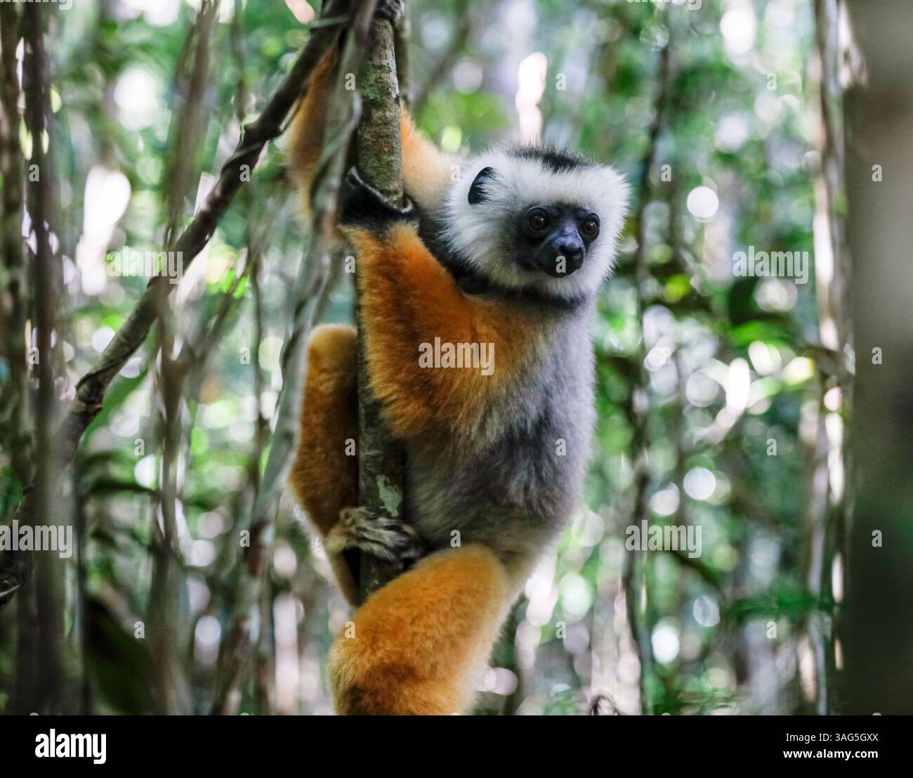 (250408) -- ANTANANARIVO, April 8, 2025 (Xinhua) -- A diademed sifaka ...