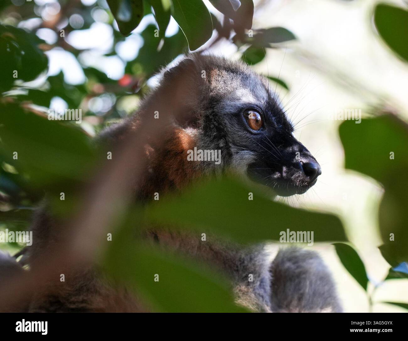 (250408) -- ANTANANARIVO, April 8, 2025 (Xinhua) -- A common brown ...
