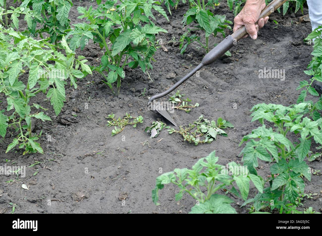 gardener pull up weeds with a hoe in the tomato plantation- seasonal ...