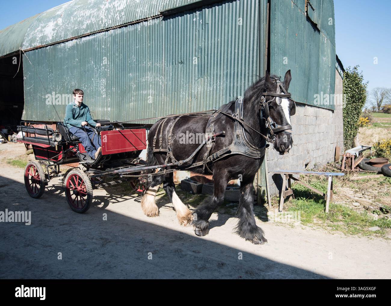 The Shire Horse Farm in Crymych Dyfed. Visitors can look round the farm ...