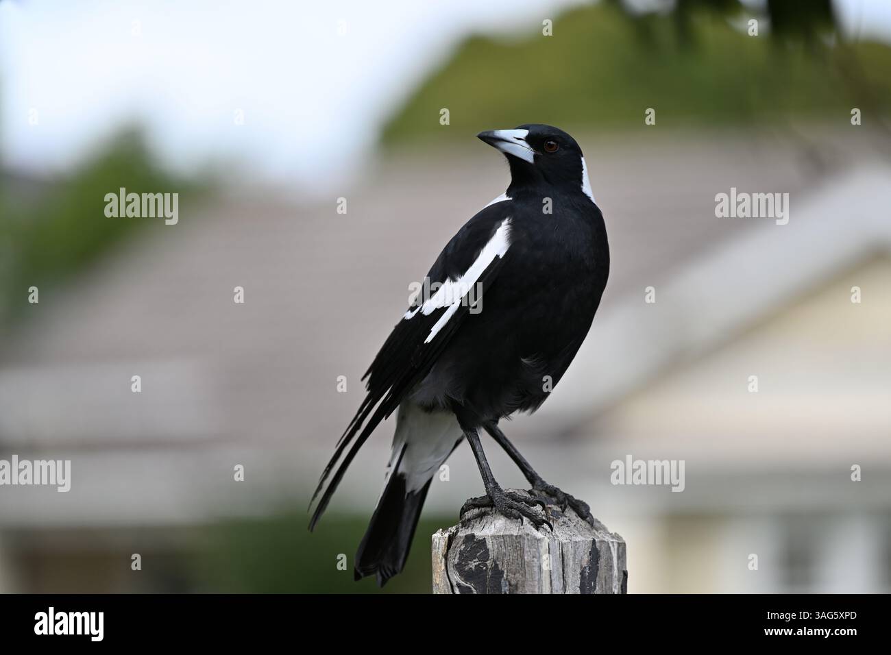 Australian magpie perched atop a wooden fence post in the suburbs, the ...