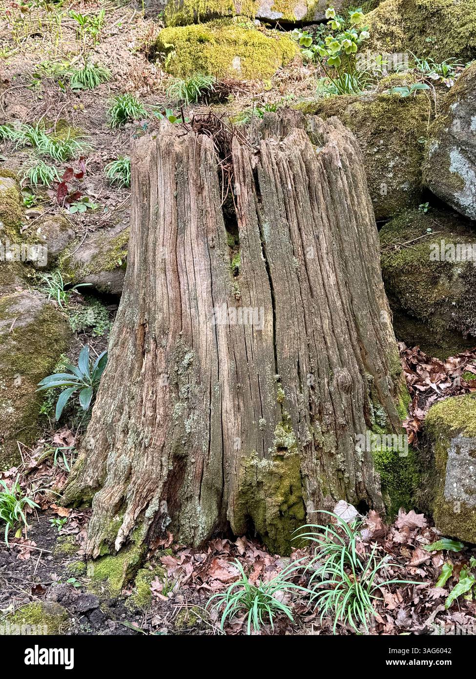 Ancient rotting tree trunk with moss surrounded by stones Stock Photo ...