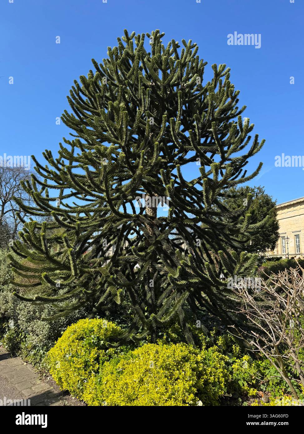 Araucaria araucana, commonly called the monkey puzzle tree, monkey tail ...