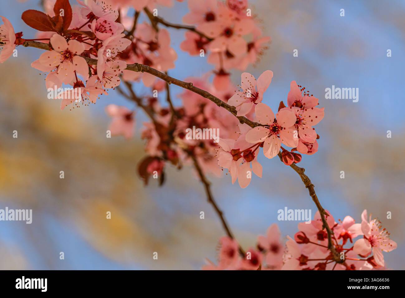 Petals burst hi-res stock photography and images - Alamy